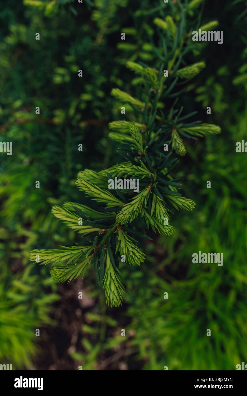 fresh green spring growth on Yew tree at Seattle Arboretum Stock Photo ...