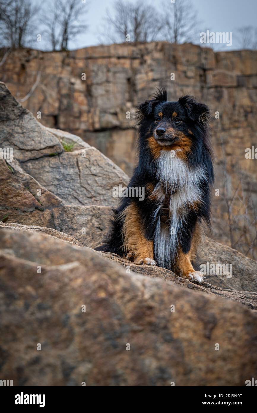 A Shelty, a crossbreed between an Australian Shepherd and a Spitz, is ...