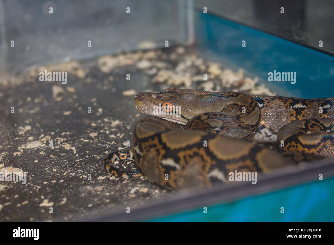 A close-up of a python coiled up inside a terrarium Stock Photo - Alamy