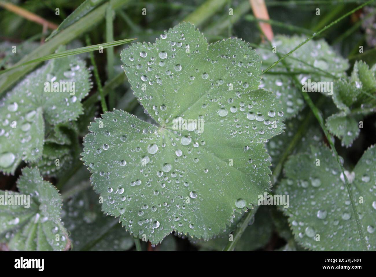 A vibrant image of a green leafed plant showing the beauty of nature ...