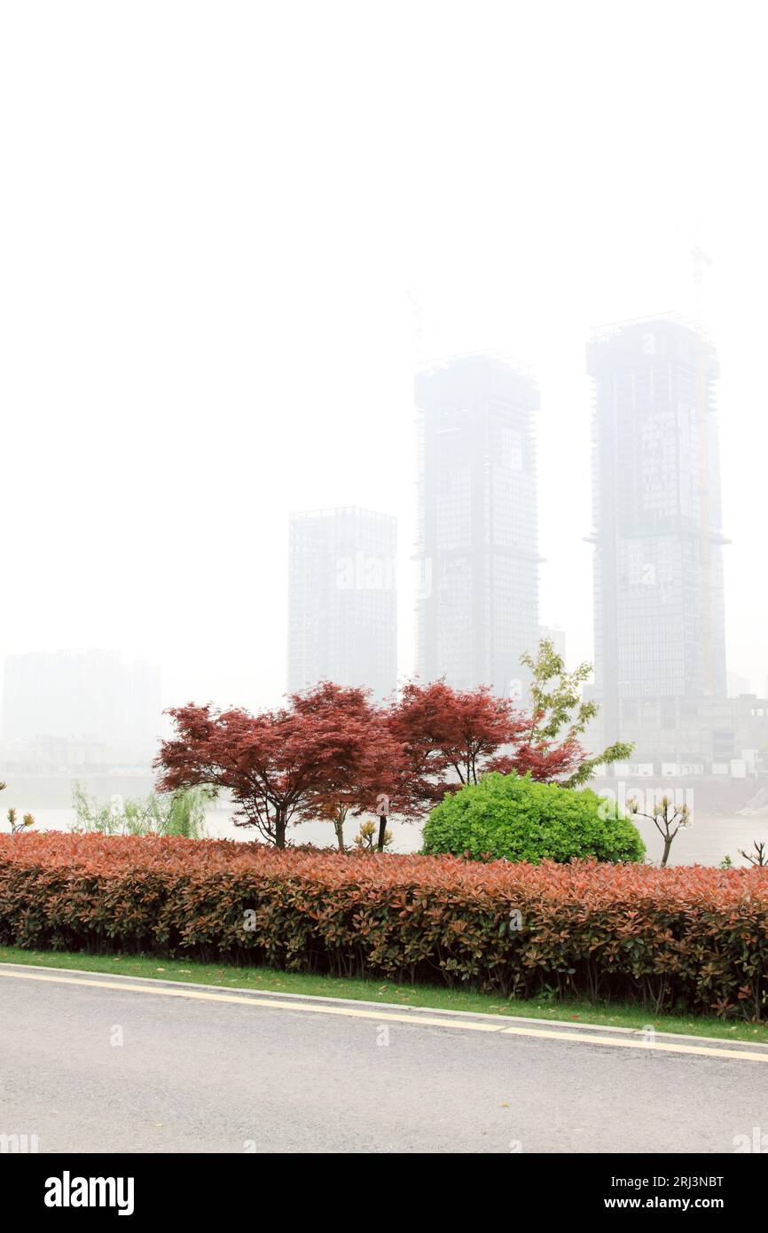 greening tree in the street, south China Stock Photo - Alamy