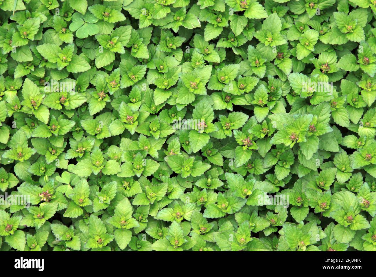 Native plants china hi-res stock photography and images - Alamy