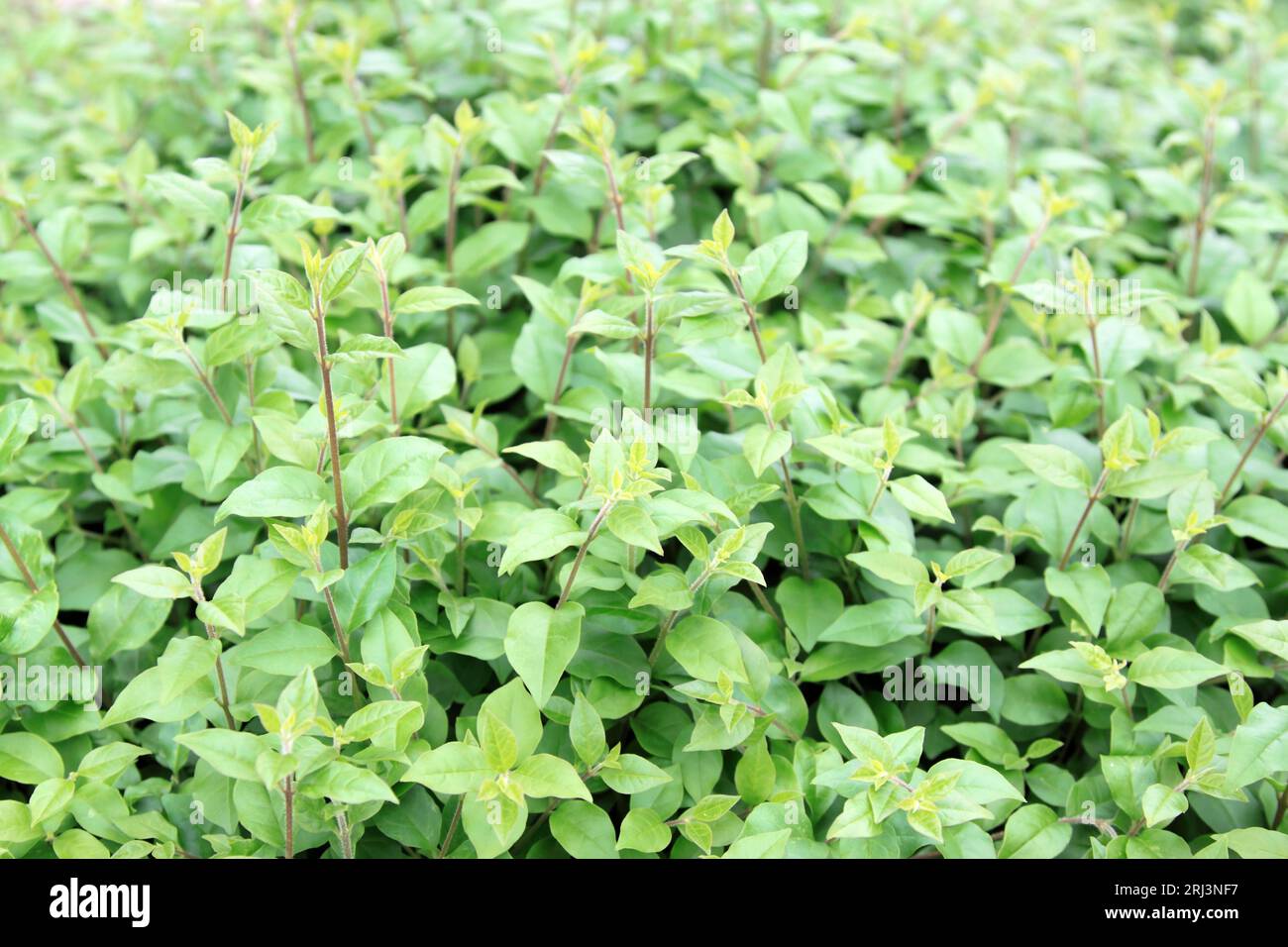 wild plants in a park, south China Stock Photo - Alamy