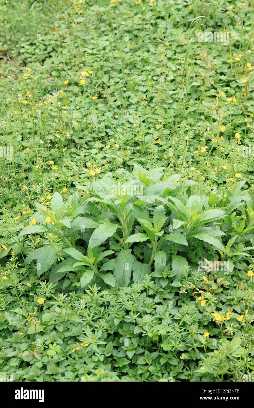 Native plants of china hi-res stock photography and images - Alamy