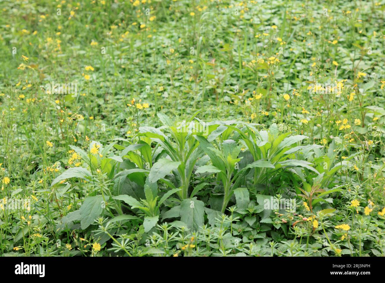 Native plants of china hi-res stock photography and images - Alamy