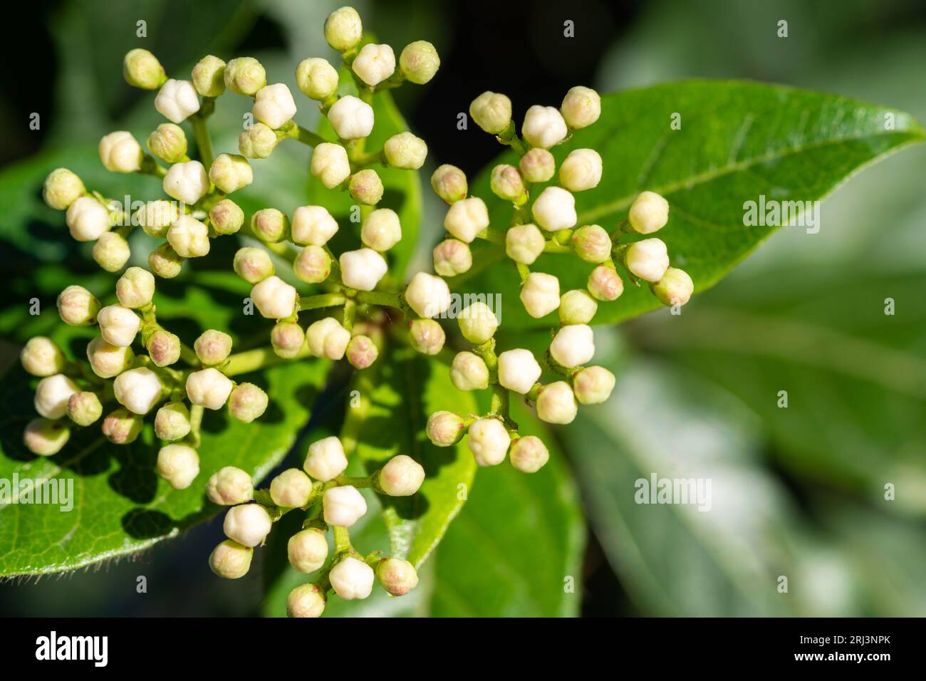 Closeup of Viburnum tinus, laurustinus, laurustine or laurestine Stock ...