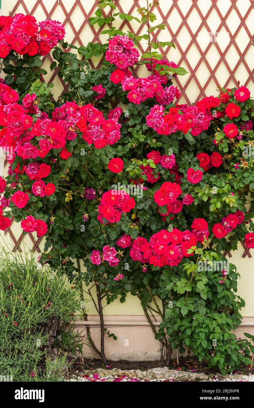 English standard rose tree hi-res stock photography and images - Alamy