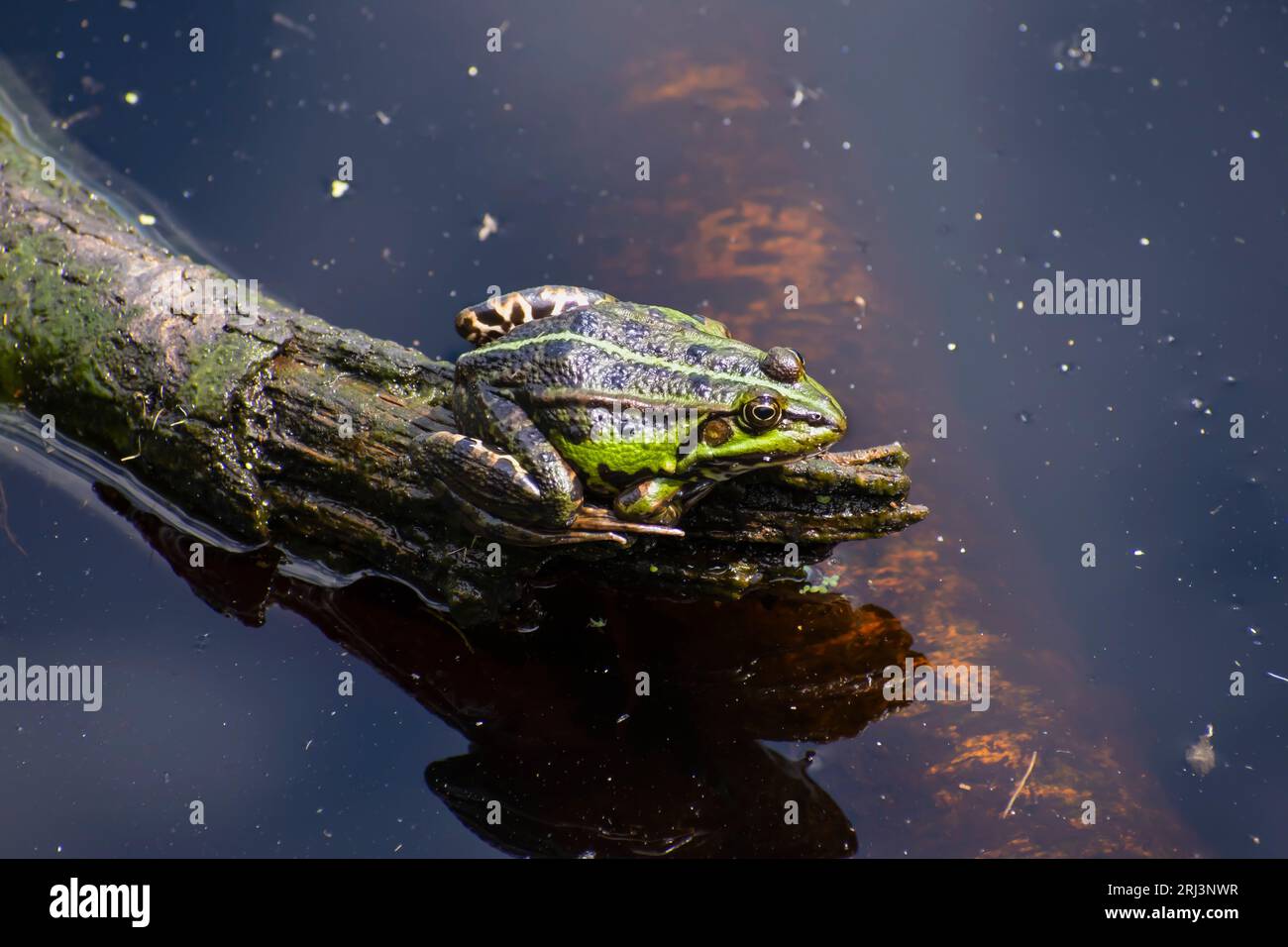 A green frog on a partially submerged log in a body of water Stock ...