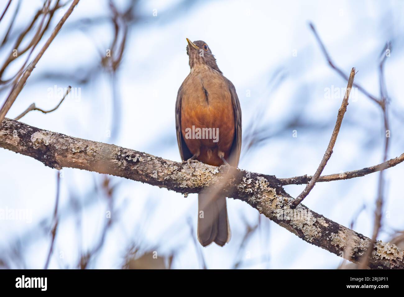 Sabia peito roxo hi-res stock photography and images - Alamy