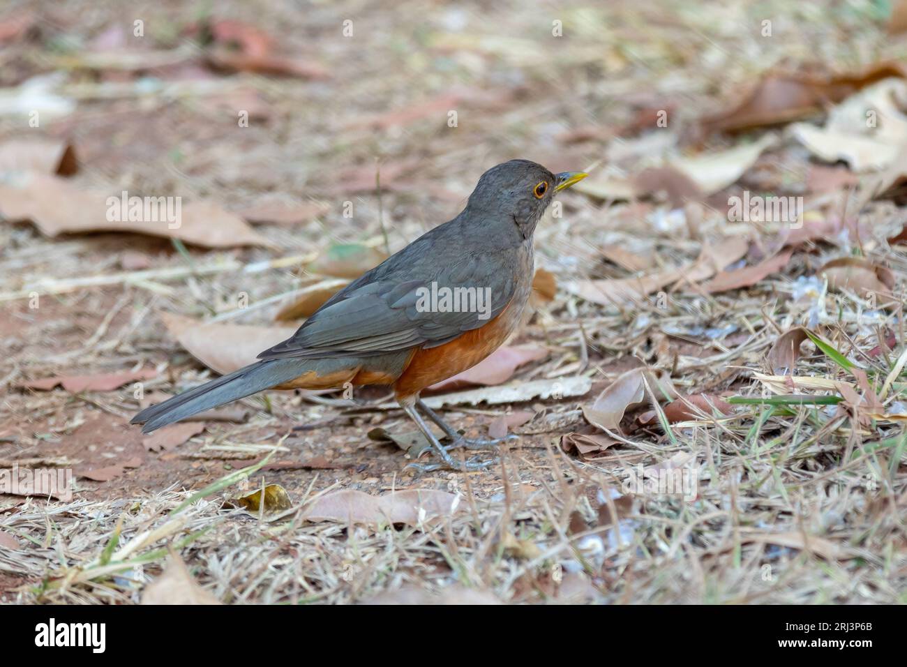 Sabia peito roxo hi-res stock photography and images - Alamy