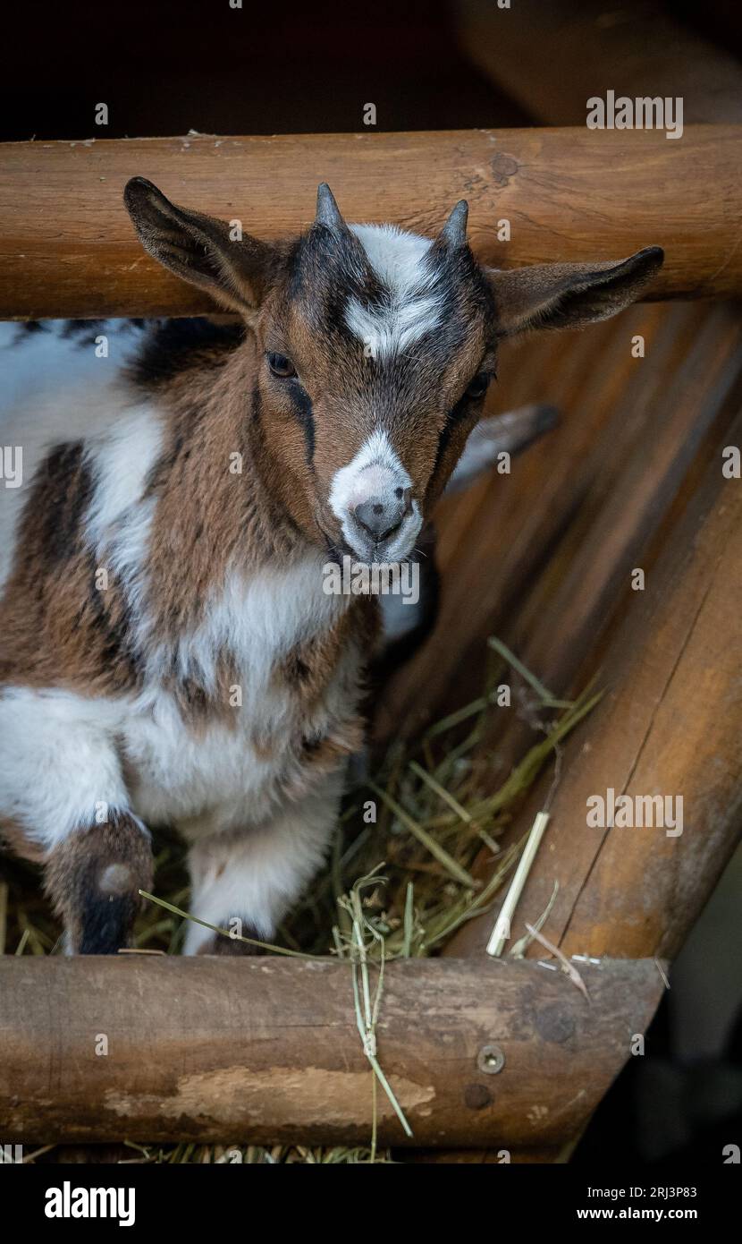 Baby goat bleat hi-res stock photography and images - Alamy