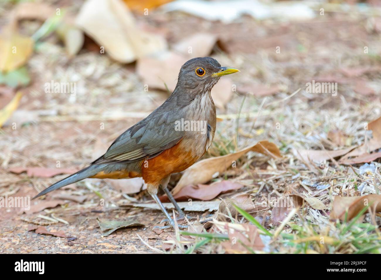 Sabia laranjeira hi-res stock photography and images - Alamy