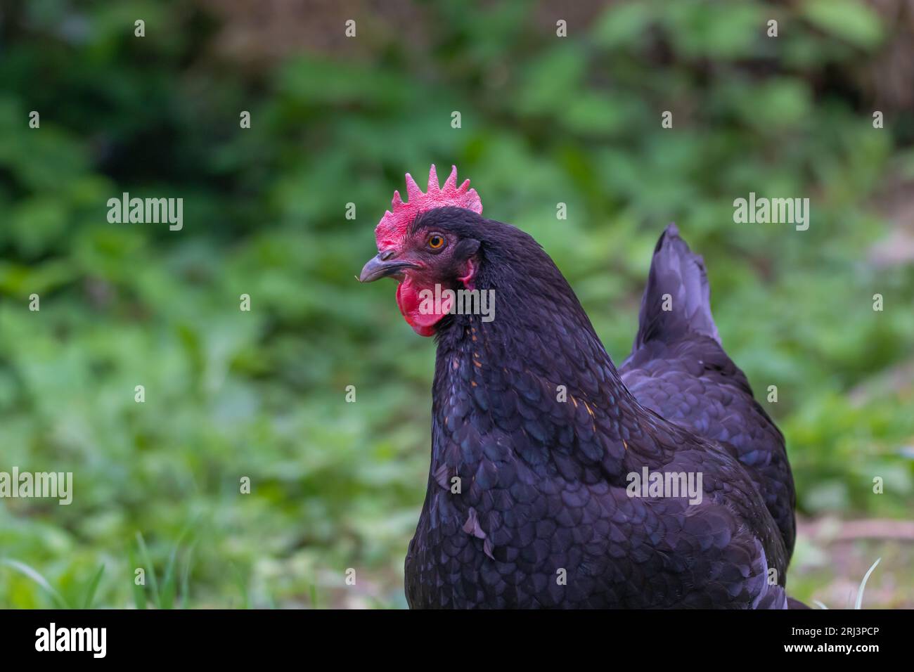 Two black chickens standing in a meadow of lush green grass and foliage ...