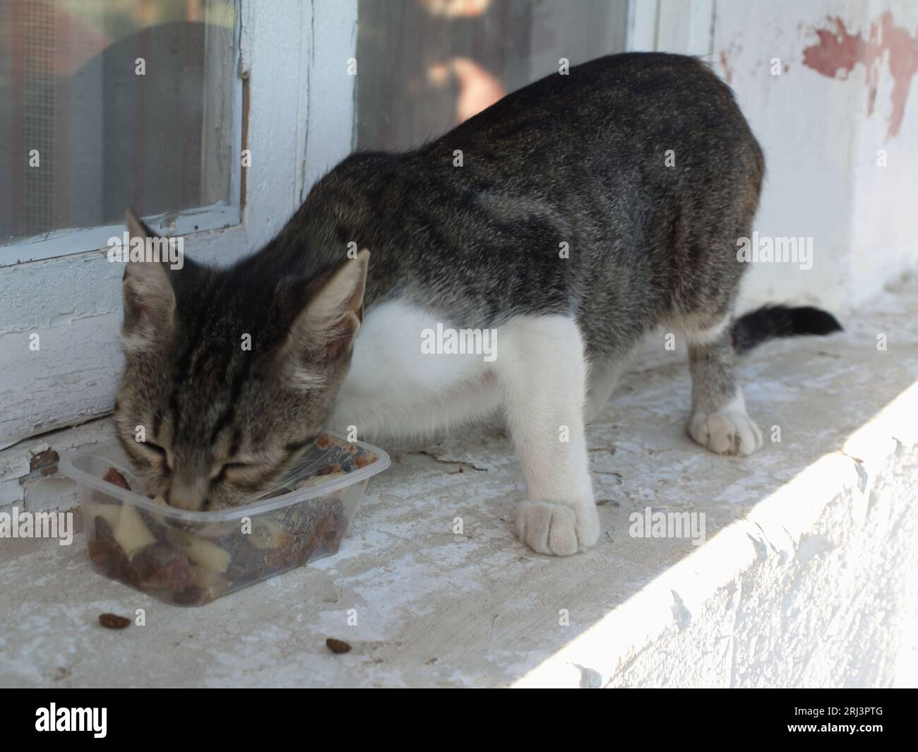 Mother cat with 3 beautiful kittens in the village of Xanthates, Corfu ...