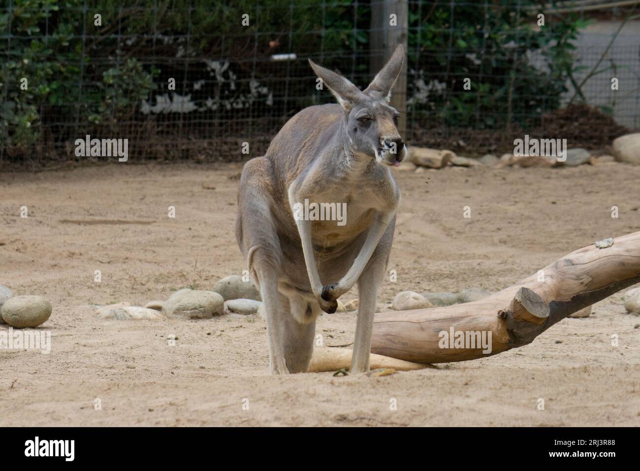 A Kangaroo at the Atlanta Zoo Atlanta Georgia 2009 Stock Photo - Alamy
