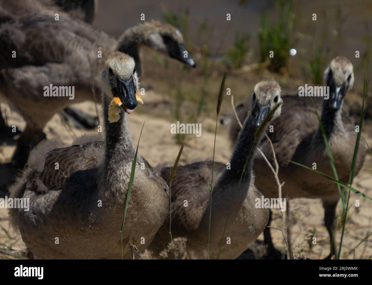 Geese eating bread hi-res stock photography and images - Alamy