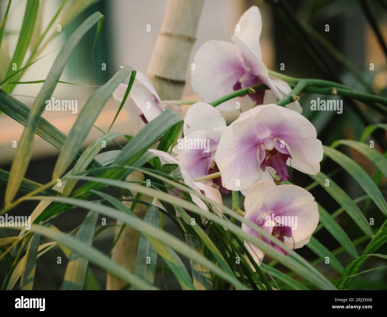 A cluster of beautiful purple and white orchids blooming from the ...