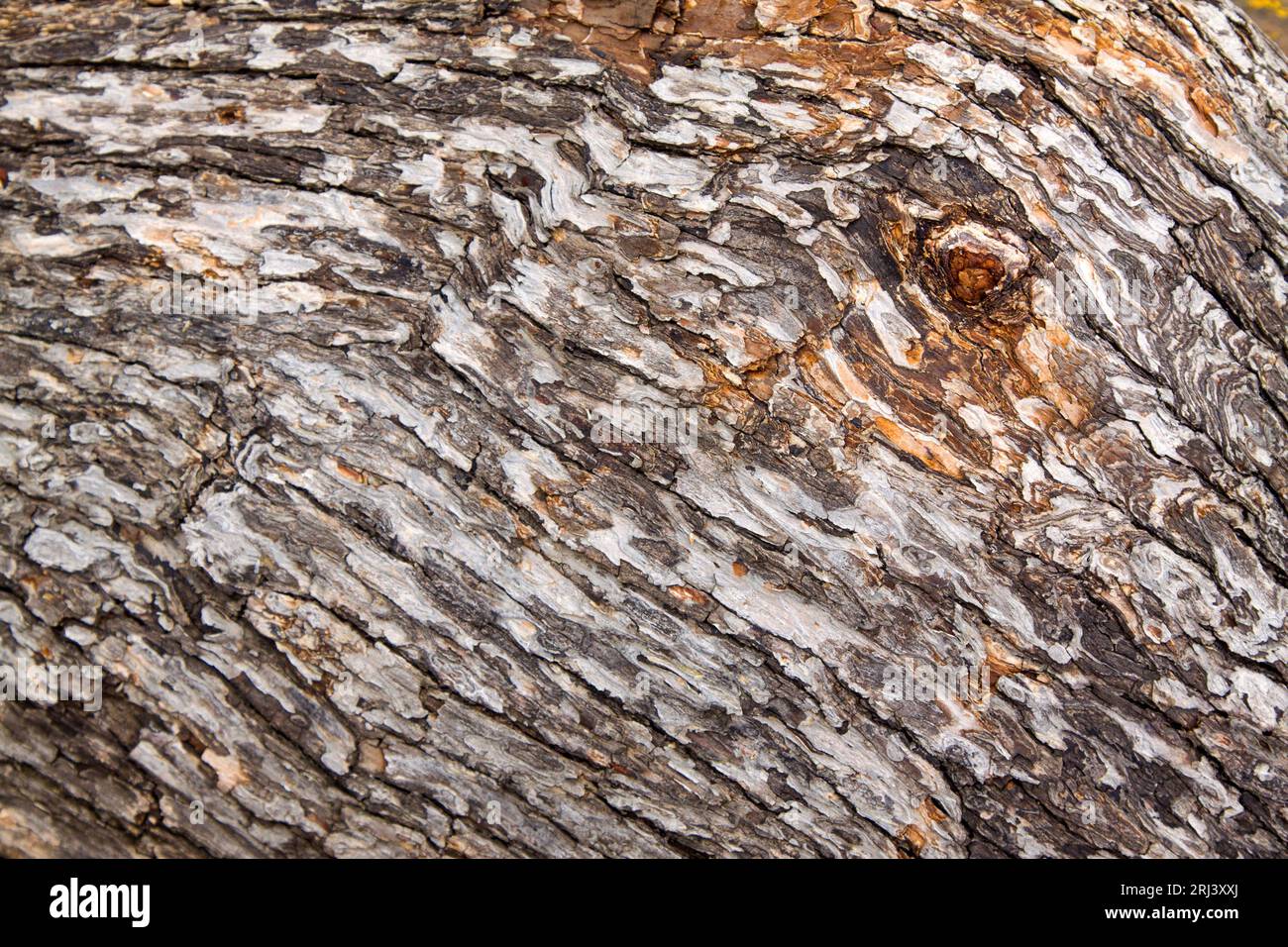 Chinese pine hi-res stock photography and images - Alamy
