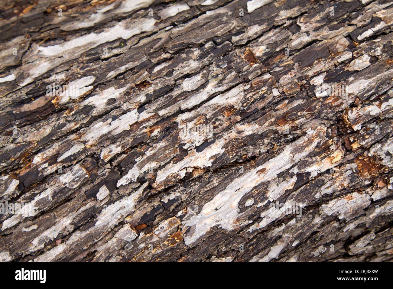 Chinese Pine in a park, north china Stock Photo - Alamy