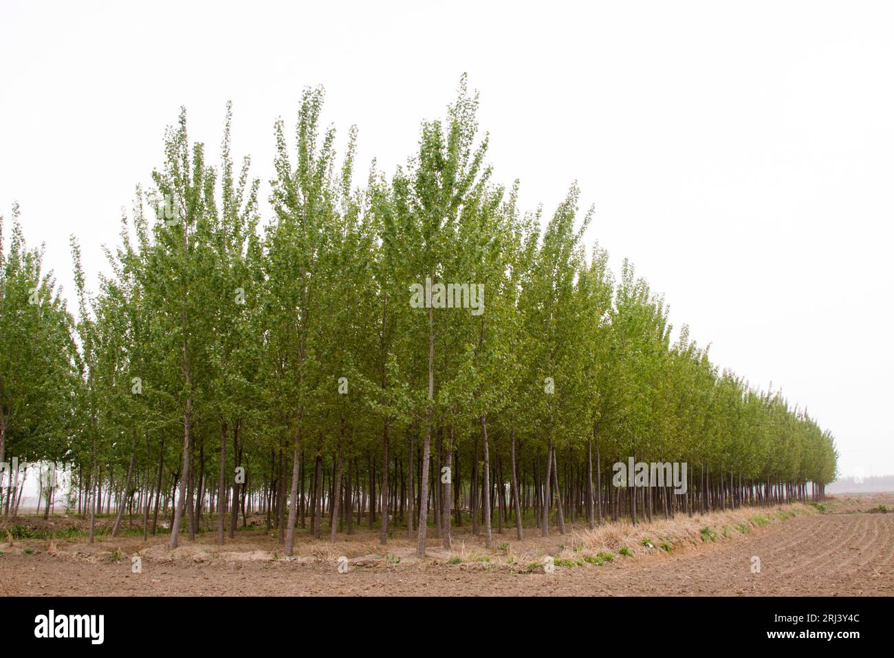 Poplar trees china hi-res stock photography and images - Alamy