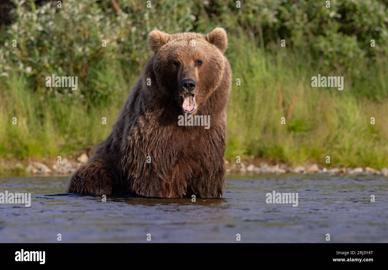 Bear river fly fishing hi-res stock photography and images - Alamy