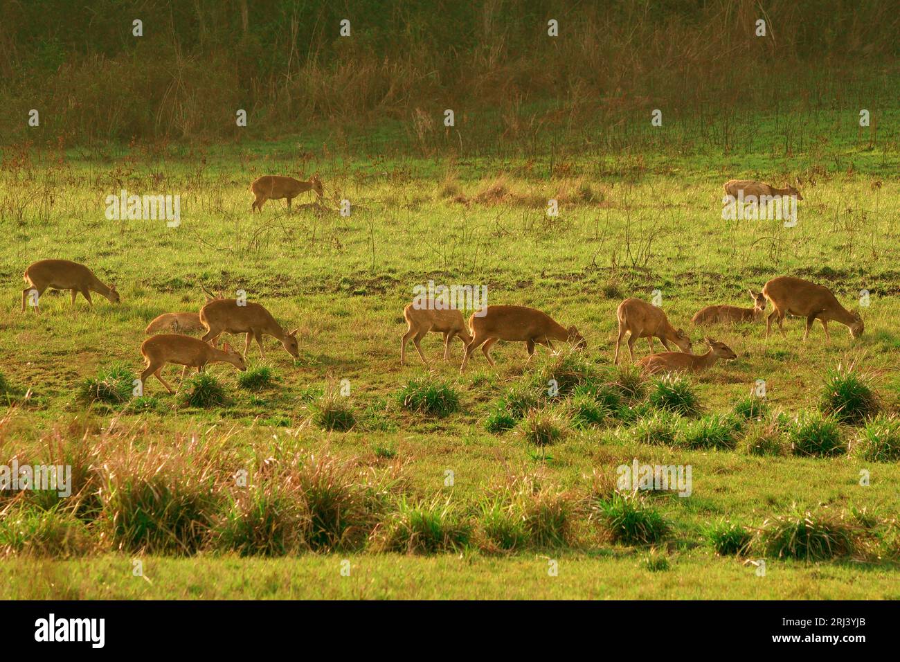 group of muntiacus muntjak in nature wild Stock Photo - Alamy