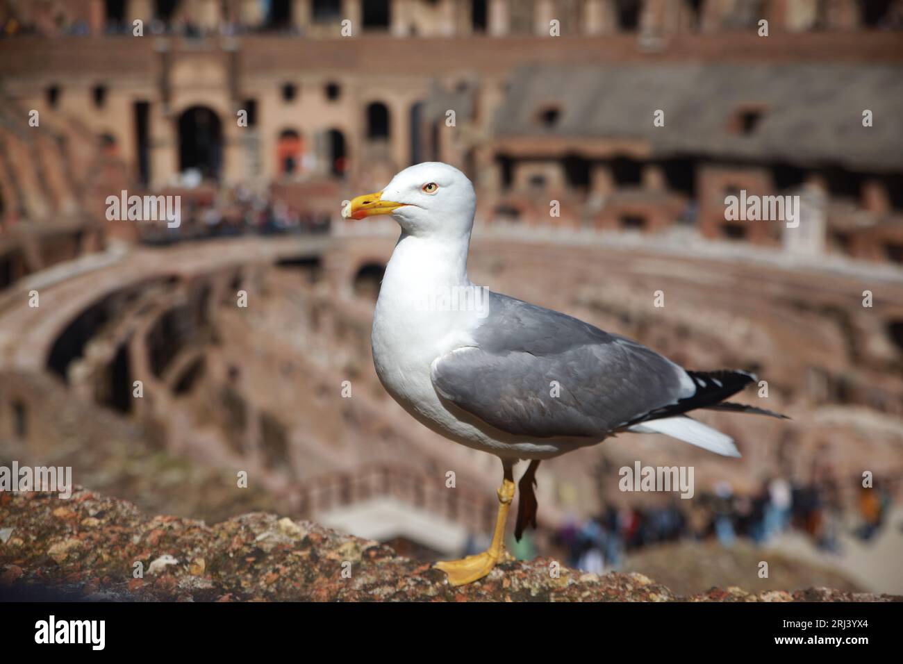 A seagull perched atop a mossy surface with a backdrop of ancient ruins ...