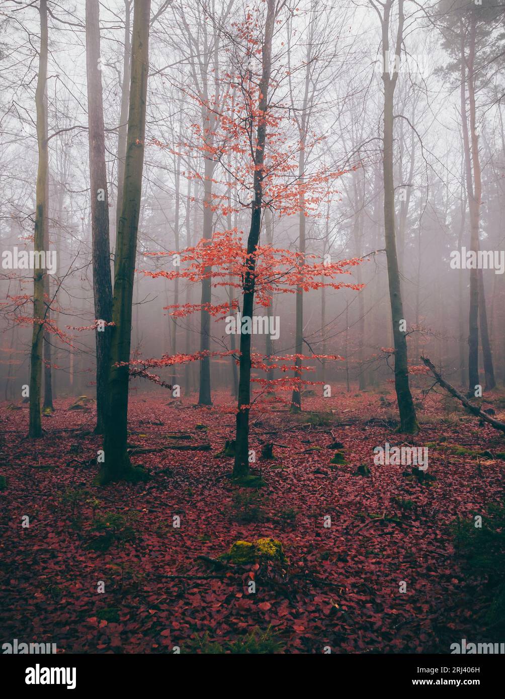 A red tree stands out in a mysterious foggy forest, creating a surreal ...