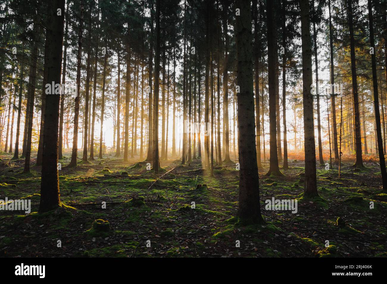 A serene, sun-dappled forest scene with tall trees casting a soft light ...