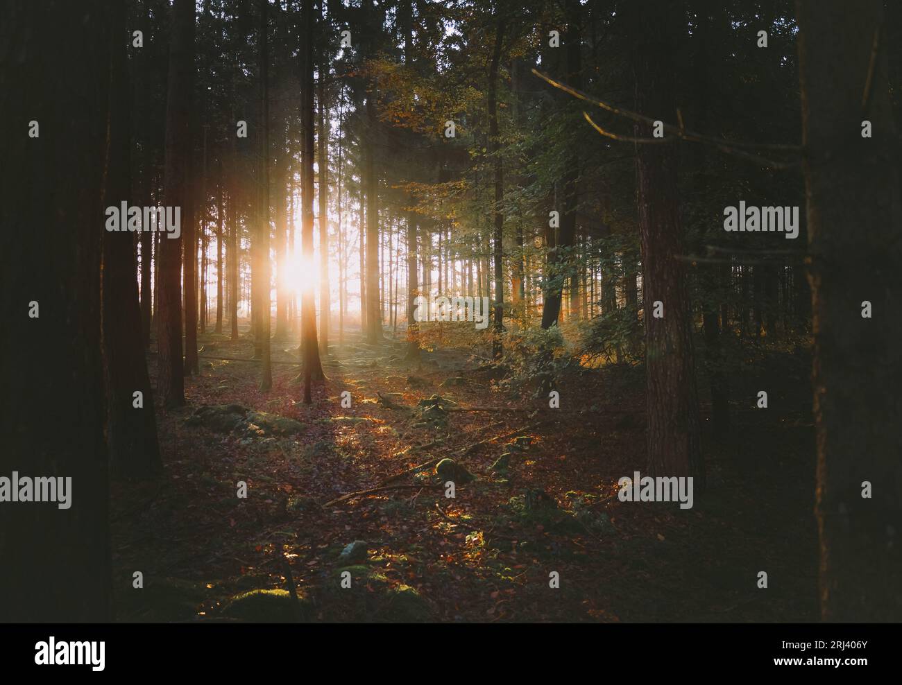 A scenic outdoor shot of a sunlit path through an idyllic forest Stock ...