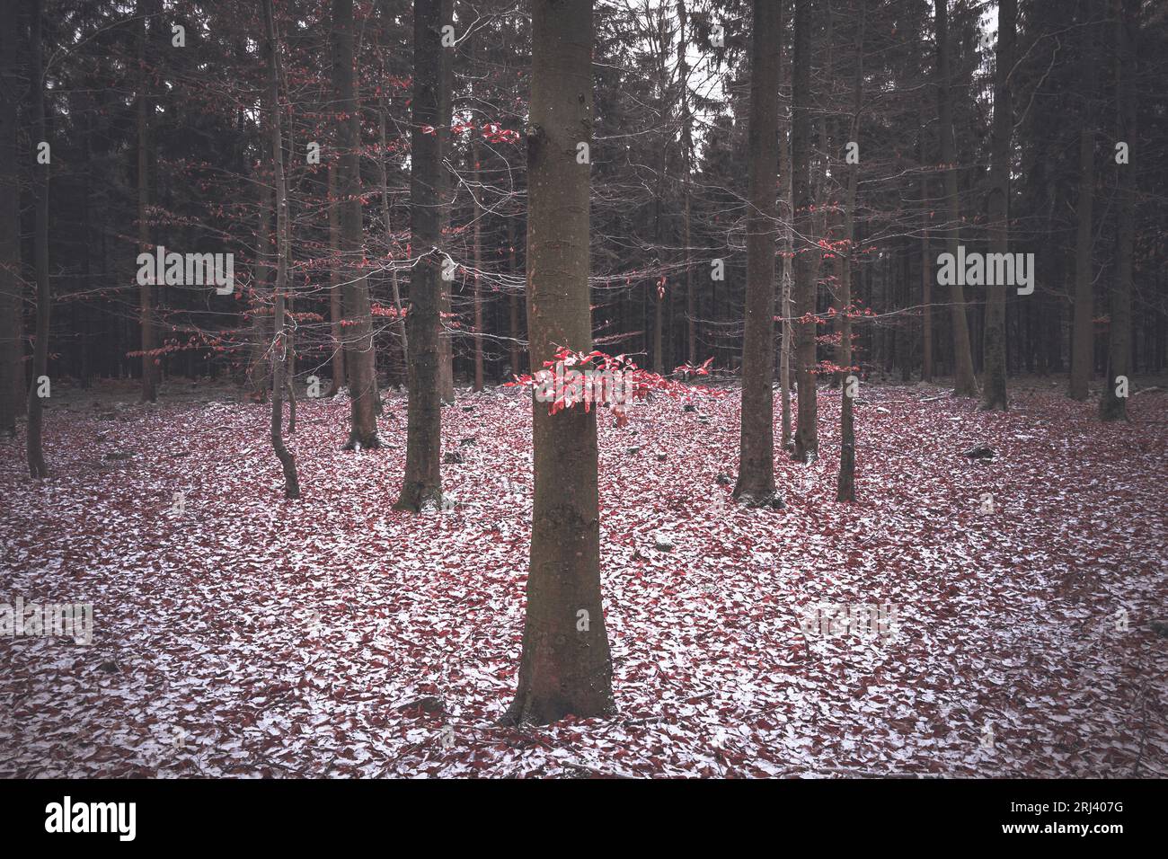 A single red-leafed tree stands out in a forest of evergreen trees ...