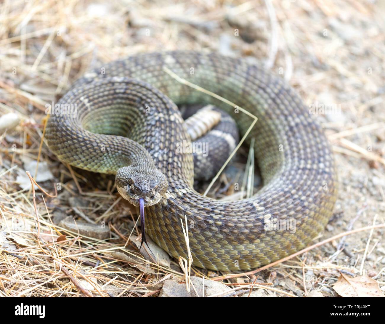 Angry Northern Pacific Rattlesnake in defensive posture. Stevens Creek ...