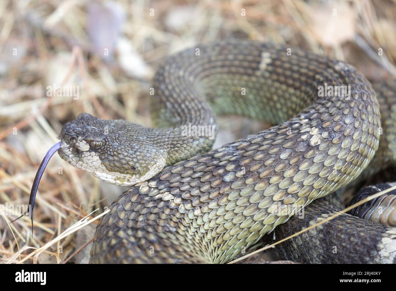 Angry Northern Pacific Rattlesnake in defensive posture. Stevens Creek ...