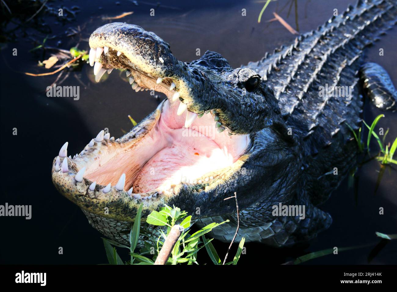 A close-up image of an alligator with its mouth wide open, appearing to ...