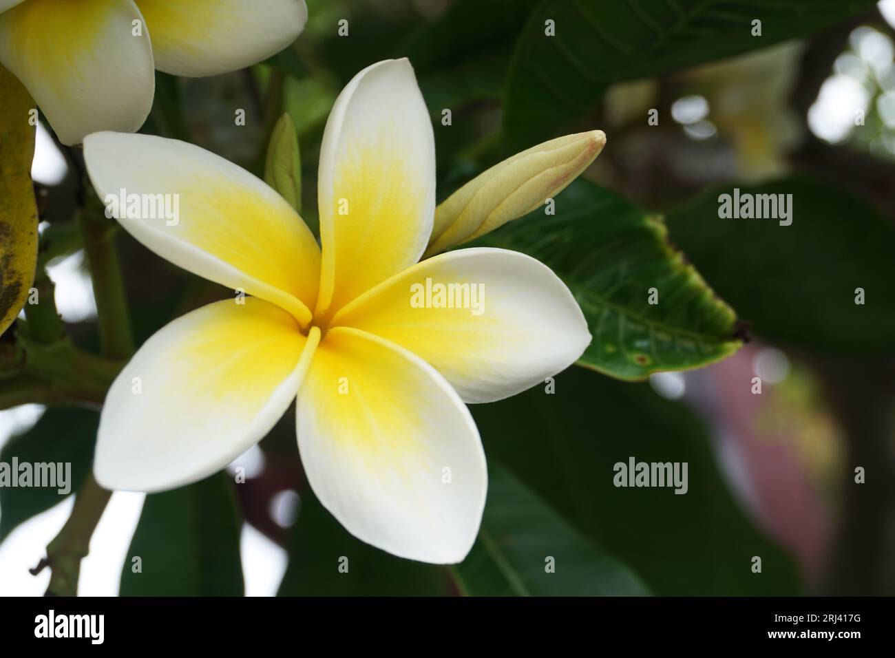Rauvolfioideae apocynaceae hi-res stock photography and images - Alamy