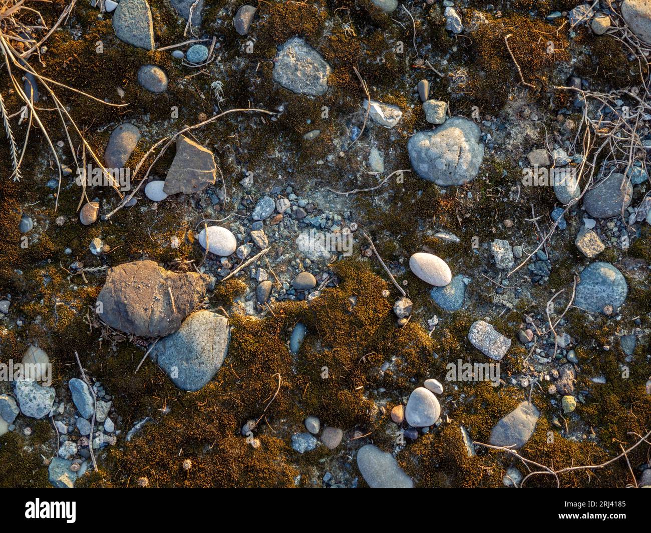Ground background. Stones, pebbles, earth and moss. What is under your ...