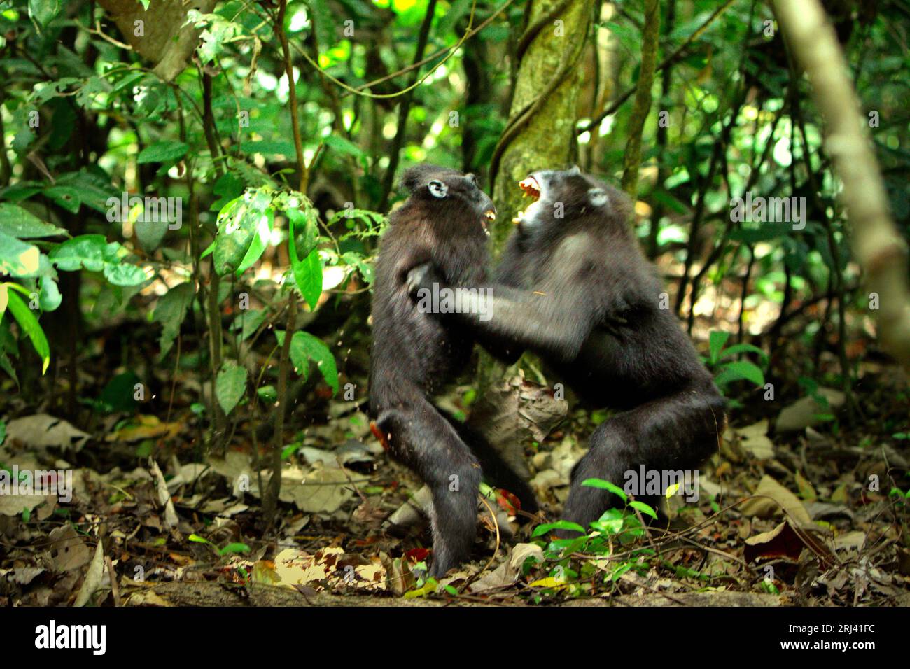 Primate aggressive interaction hi-res stock photography and images - Alamy
