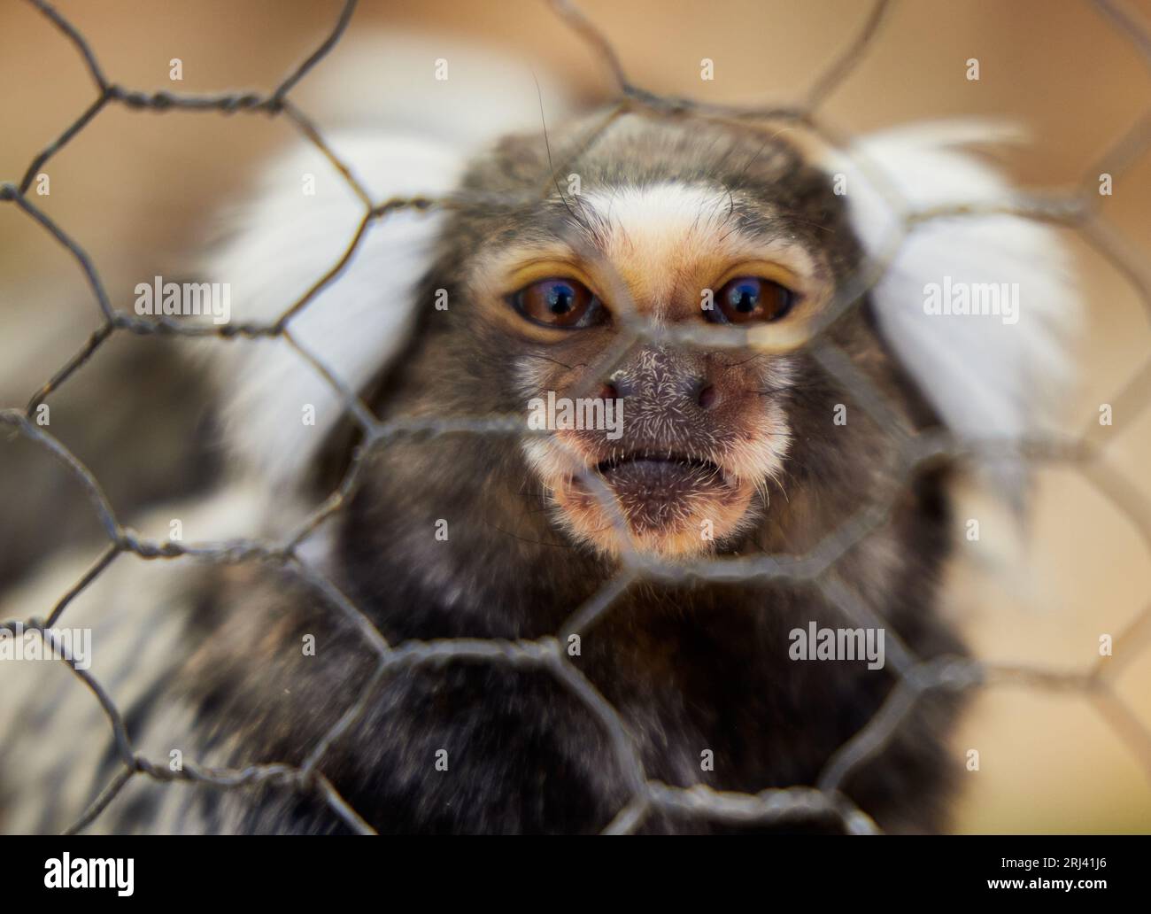 A close-up image of a Marmoset peering through a fence in an outdoor ...