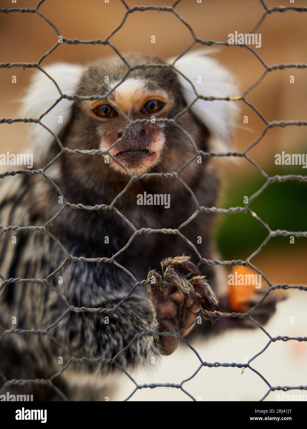 A close-up image of a Marmoset peering through a fence in an outdoor ...