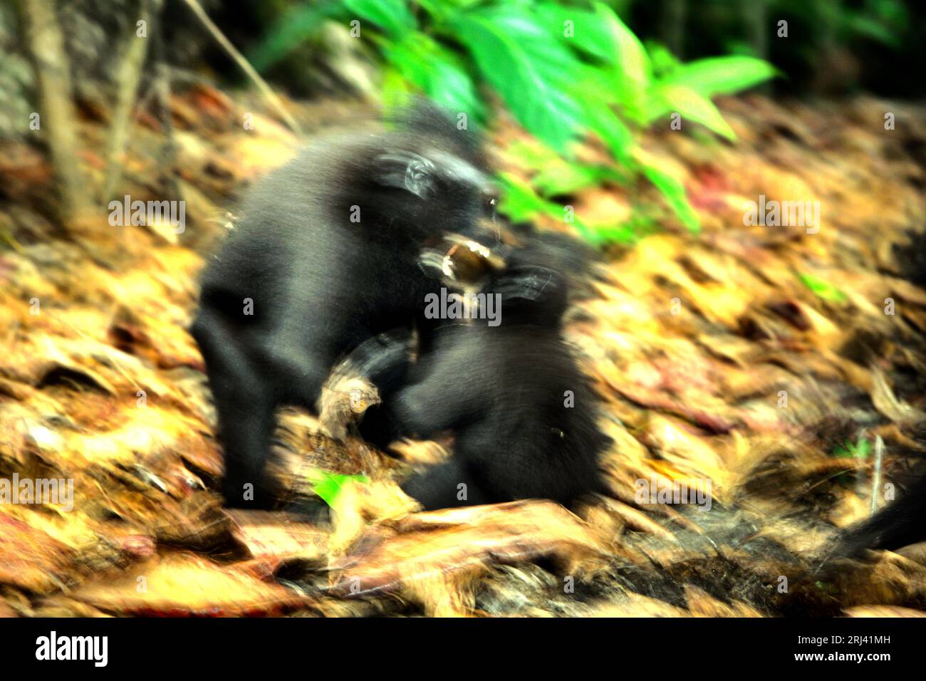 Two juveniles of Sulawesi black-crested macaque (Macaca nigra) are ...