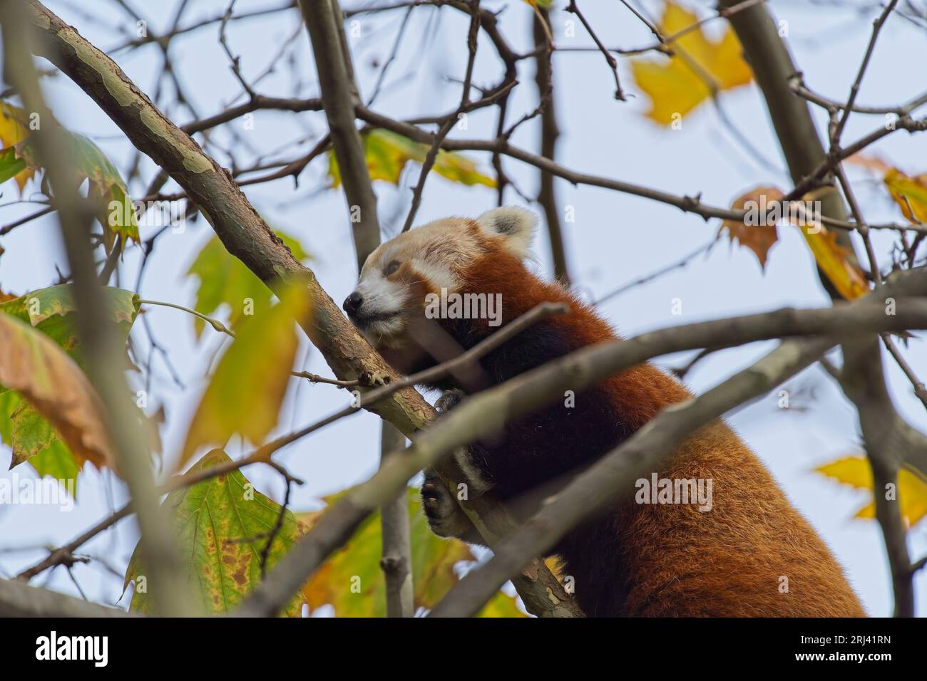 A small red panda hangs from a tree branch amongst the vibrant colors ...