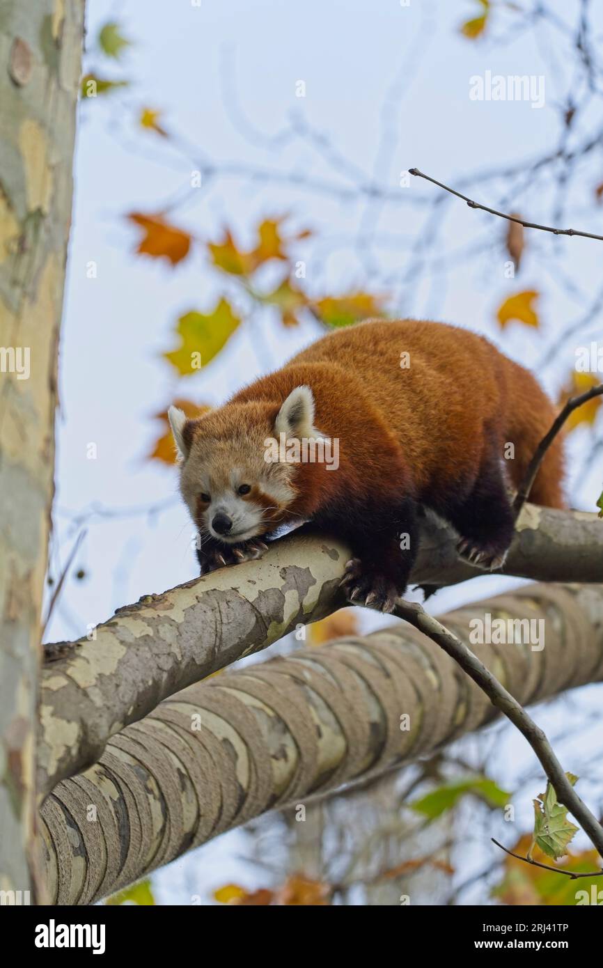 A small red pands perched atop a leafy tree branch, gazing into the ...