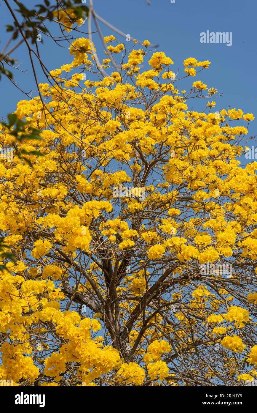 Vibrant yellow tree stands hi-res stock photography and images - Alamy