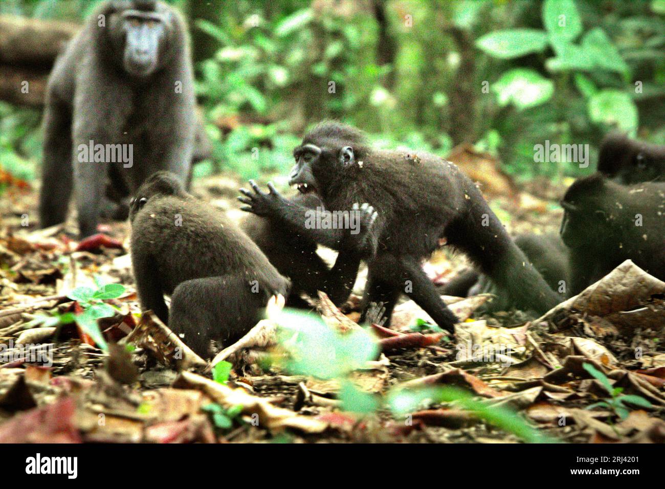Aggressive behaviors among a group of Sulawesi crested macaques (Macaca ...