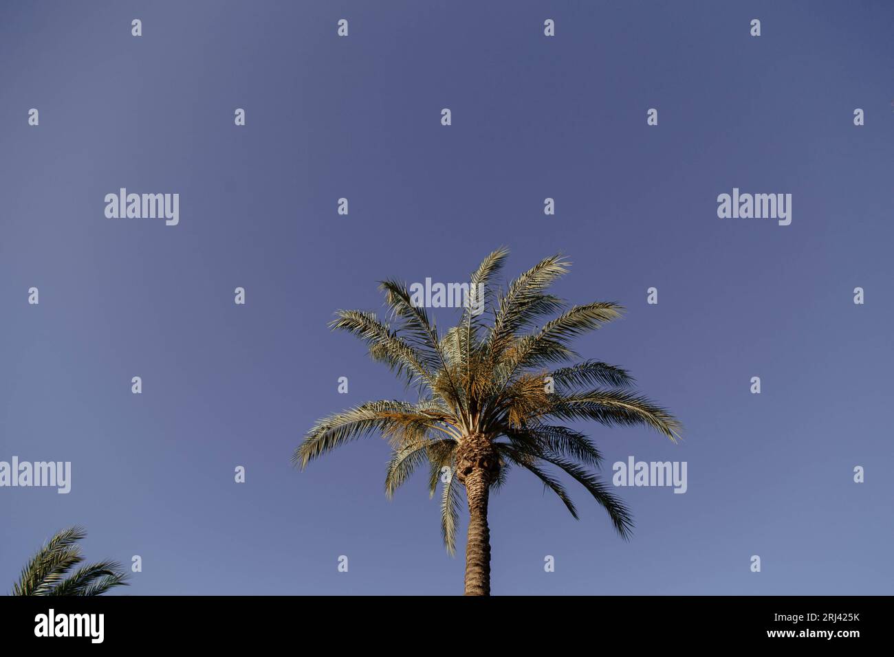 Silhouettes two tall trees hi-res stock photography and images - Alamy