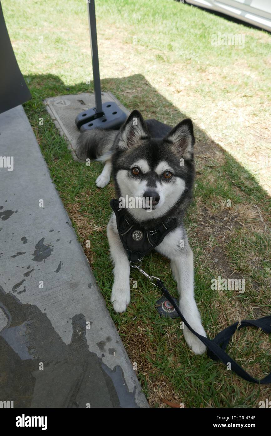 Los Angeles, California, USA 21st July 2023 Dog at SAG-AFTRA and WGA ...