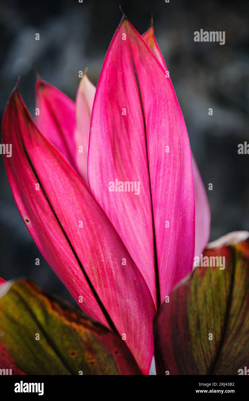 Hawaiian ti hi-res stock photography and images - Alamy