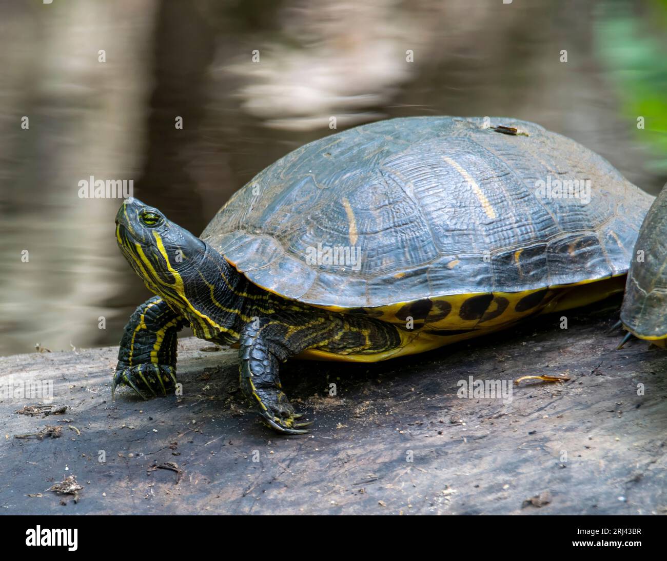 Cooter turtle basking in the sun on a log Stock Photo - Alamy