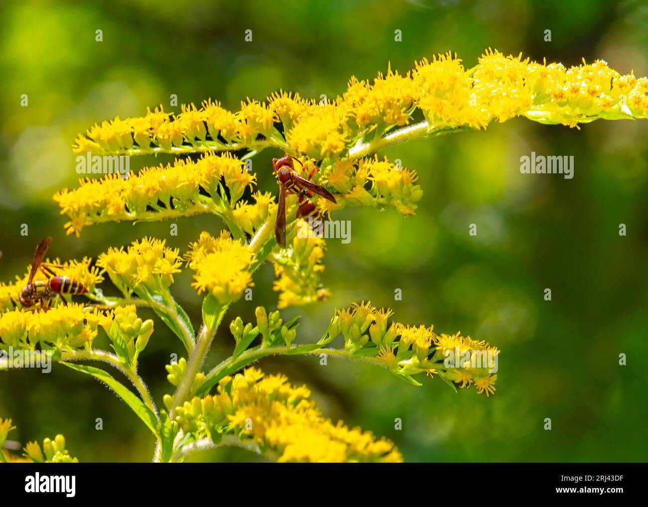 Paper Wasp Perched on a flower of the golden rod plant Stock Photo - Alamy