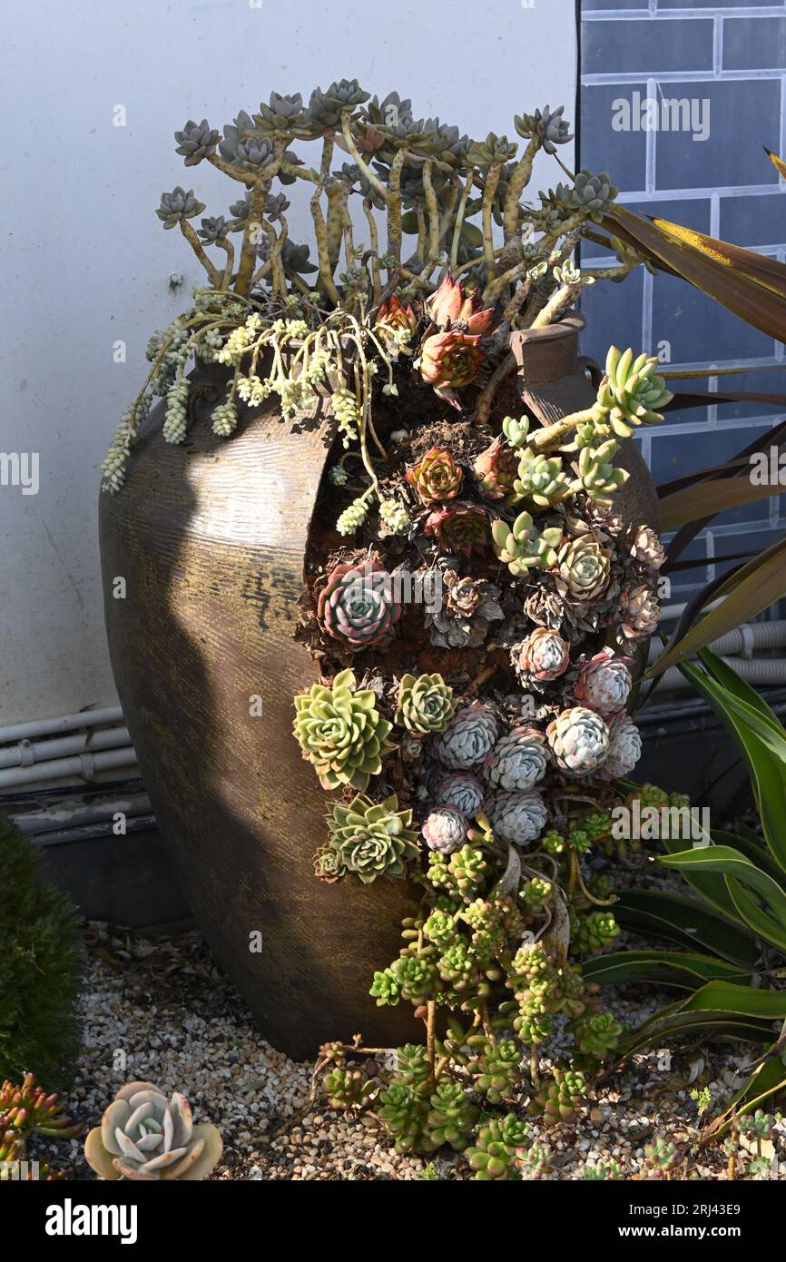 A close-up of a shattered terracotta pot filled with colorful flowers ...